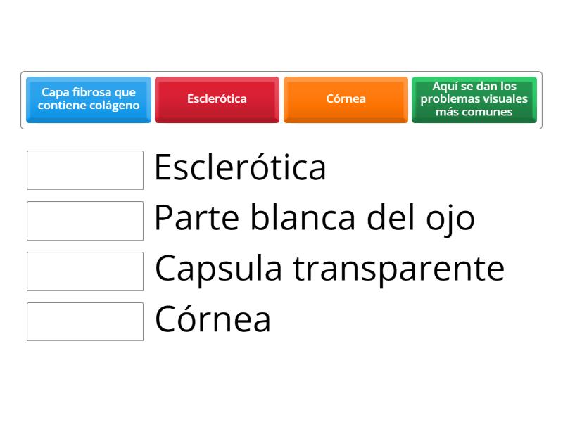 Capa Externa del Ojo - Associação