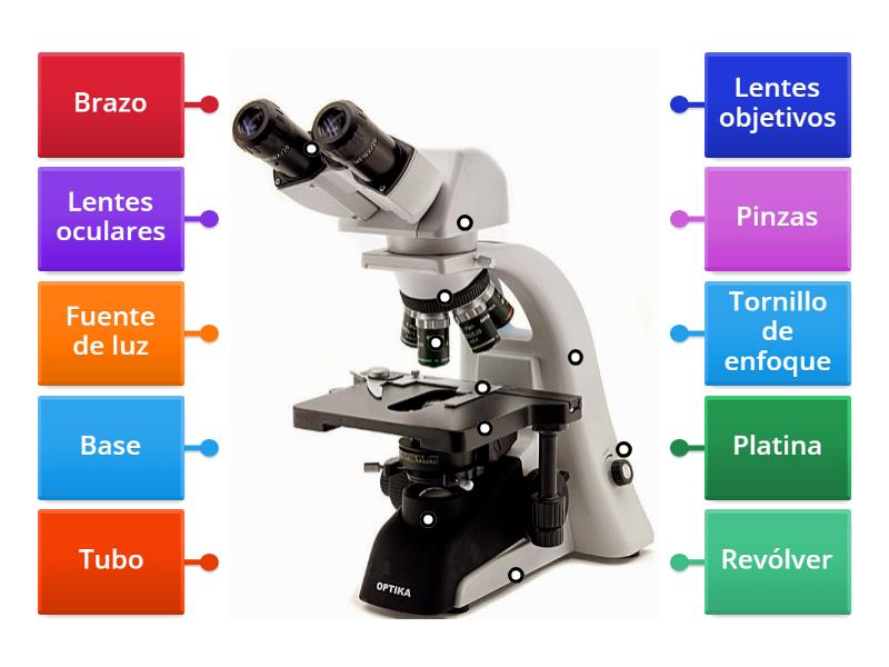 Partes del microscopio - Labelled diagram