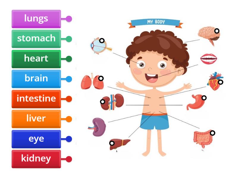 Gateway B2. Unit 6 Organs - Labelled diagram