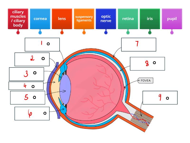 OCR Bio G - structures of the eye - Labelled diagram