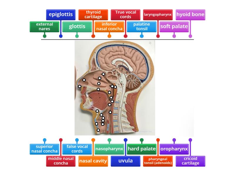 nasal, pharynx, larynx flat head model - Labelled diagram
