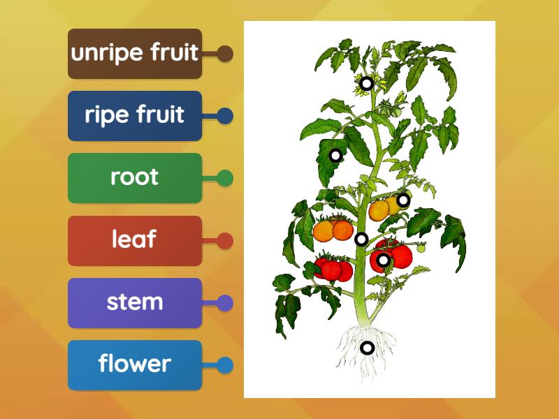 Parts of the plant- The tomato - Labelled diagram