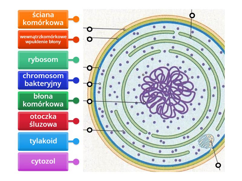 budowa bakterii autotroficznej (sinicy) (rozszerzenie) - Labelled diagram