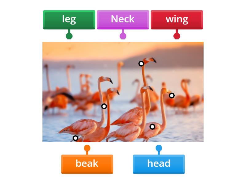 Flamingo - Labelled diagram