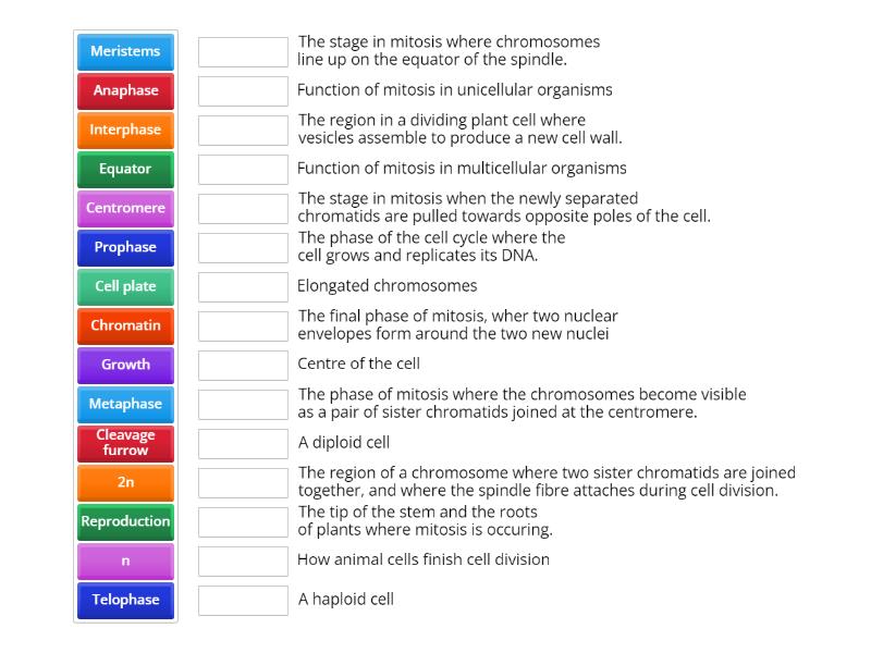 Cell Division - Mitosis - Match up
