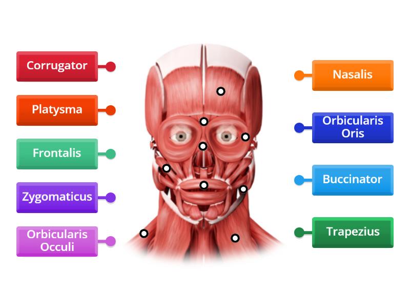 Level 2 Facial Muscles - Labelled diagram