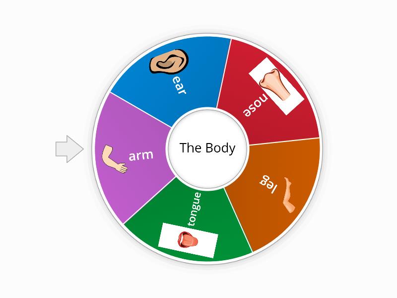 Body Part Function Spinner - Spin the wheel