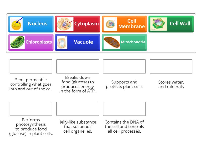 Year 8 Cell Organelles - Match up