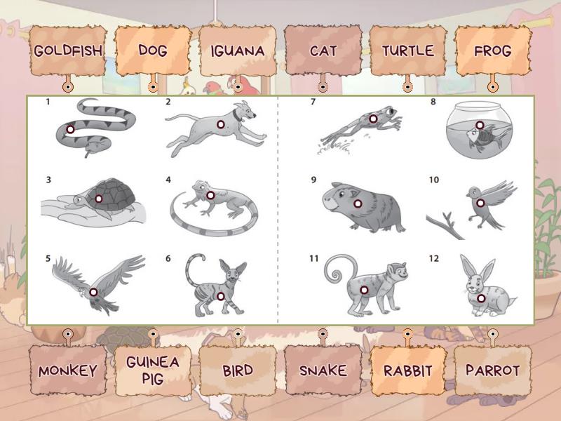 Animals - Labelled diagram