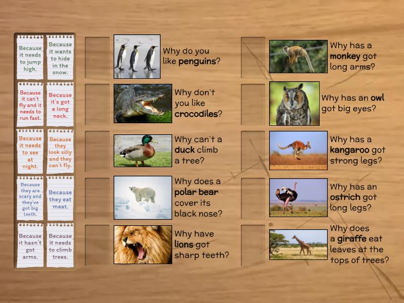 OW 3 - Unit 5 - Grammar 1 - Why? Because! - Match up