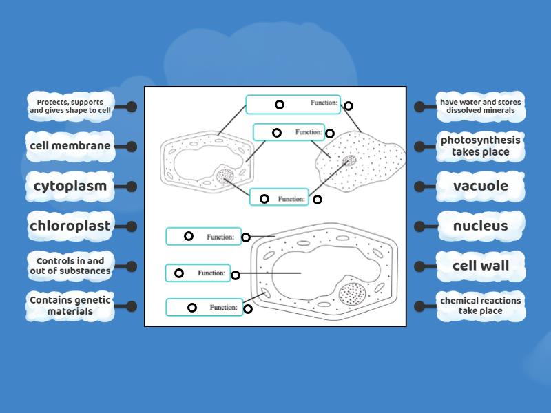 S1 IS U4.1 structure of cells - Labelled diagram
