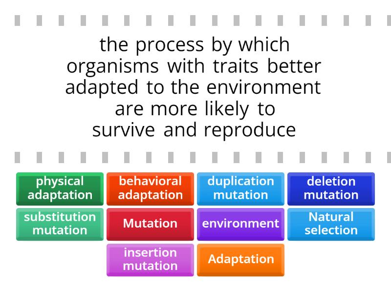 Natural selection, mutation, adaptations - Find the match