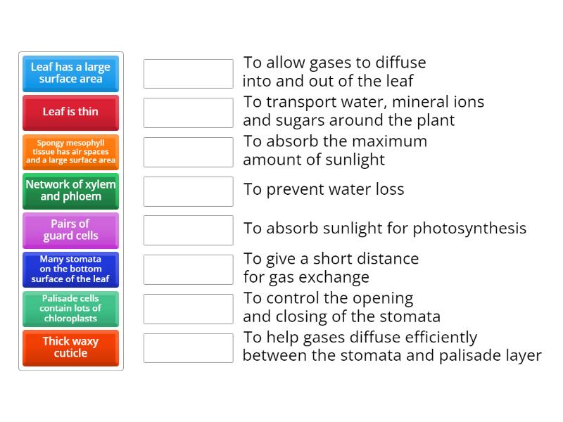 Leaf Adaptations - Match up