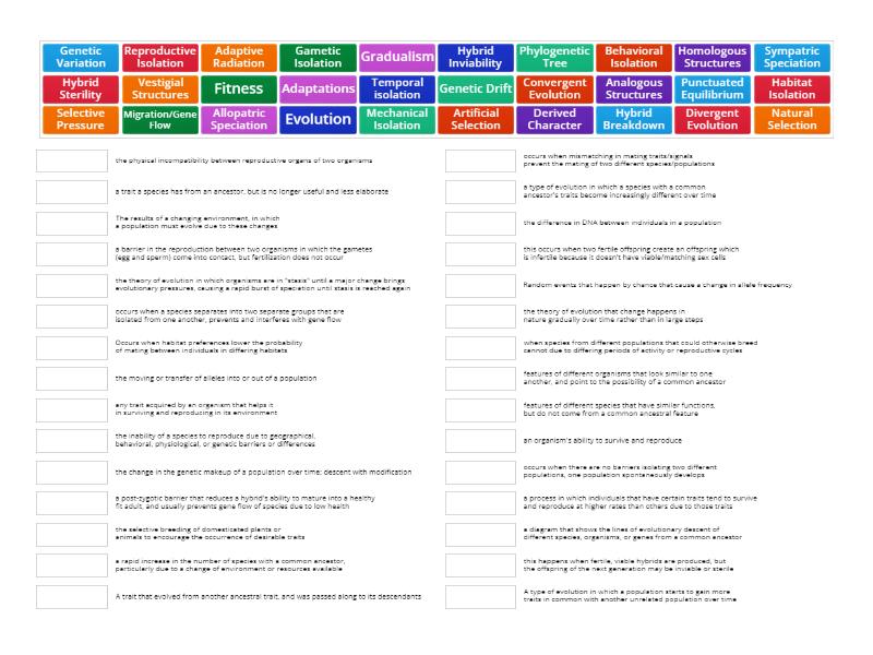AP Bio Evolutionary Terms - Match up