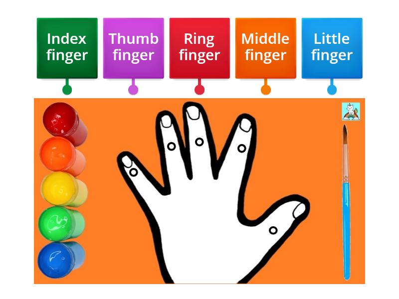 Fingers' name - Labelled diagram