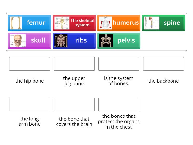 The Skeletal System - Match up