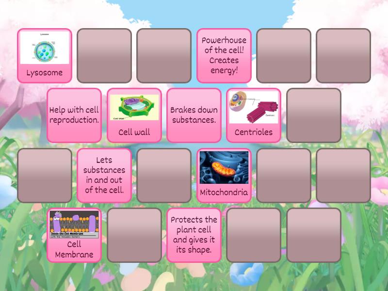 Parts of the Cell - Matching pairs