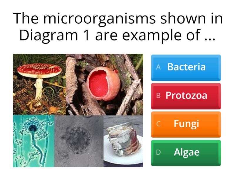 MICROORGANISMS (YEAR 6) - Quiz