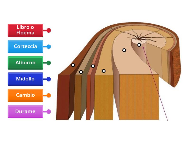 La struttura del legno (1) - Labelled diagram