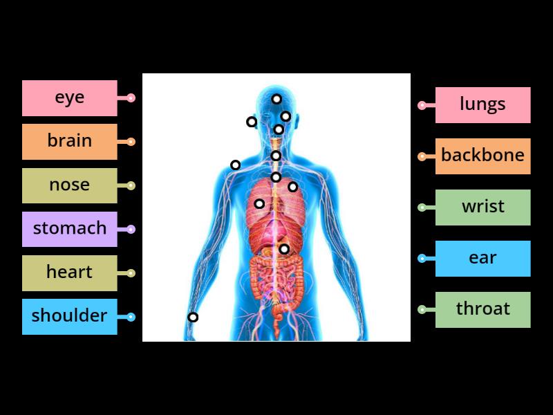 Human Body (7th grade) - Labelled diagram