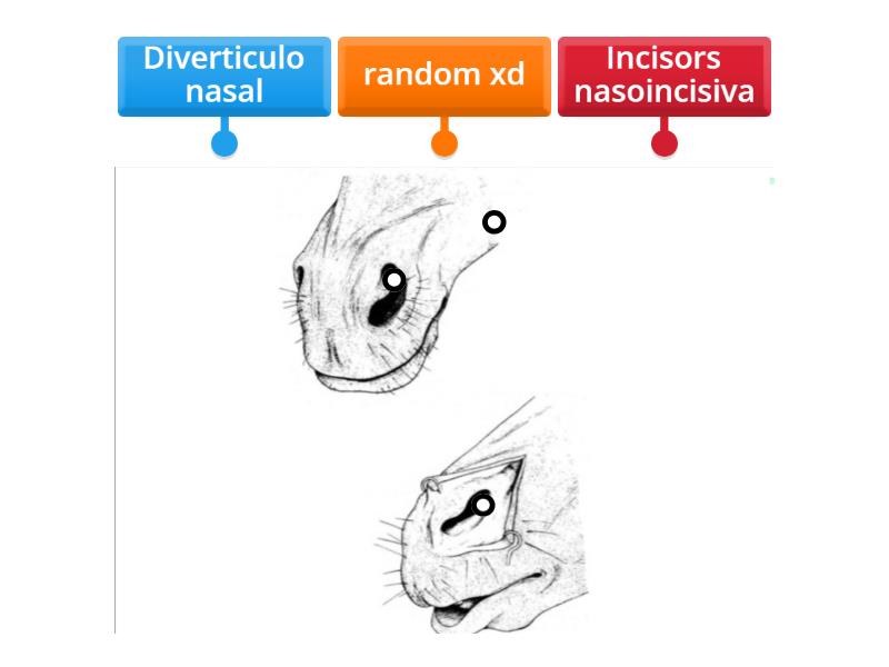 orificios nasales caballo - Labelled diagram