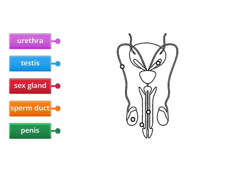 Male Reproductive System (LSS) - Labelled diagram