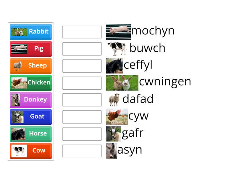 welsh farm animals - Match up