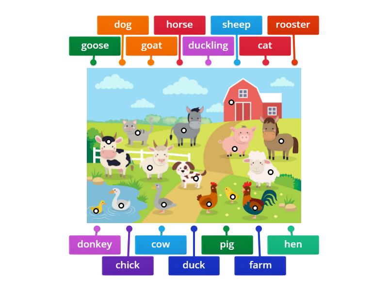 Farm animals - Labelled diagram