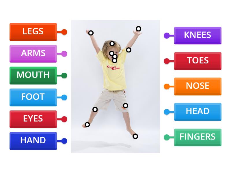 PARTS OF THE BODY: identify - Labelled diagram