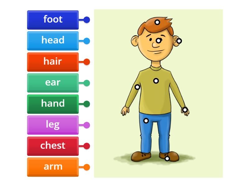 Human body - Labelled diagram