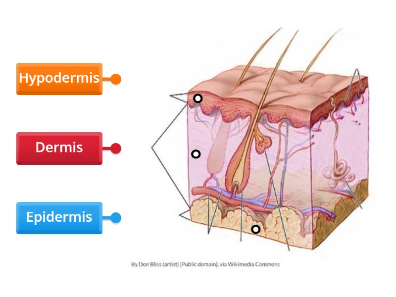 Skin Anatomy-3 layers - Labelled diagram