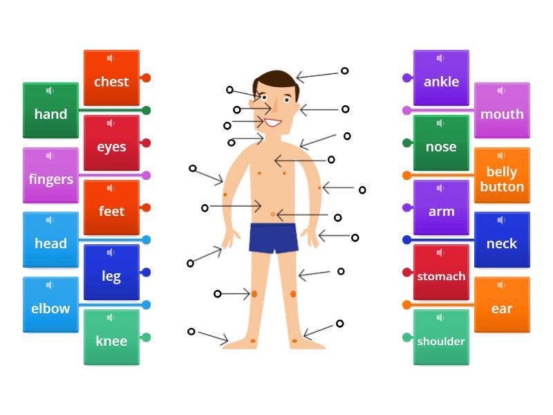 ESL Name the body parts. - Labelled diagram