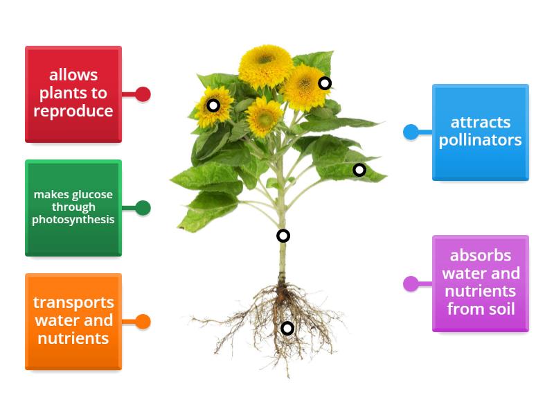 Labeling Plant Parts (Functions) - Labelled diagram