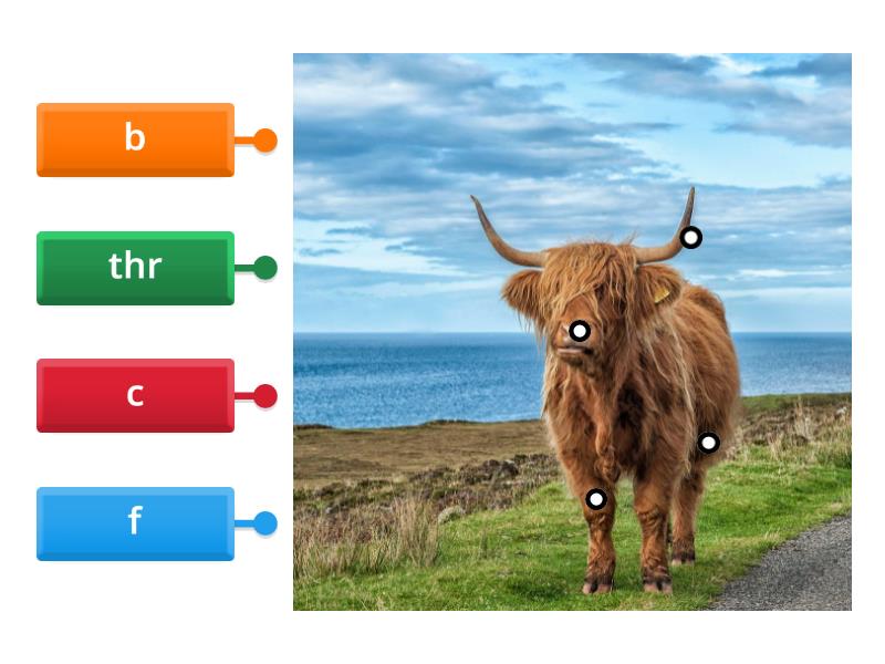 cow - Labelled diagram
