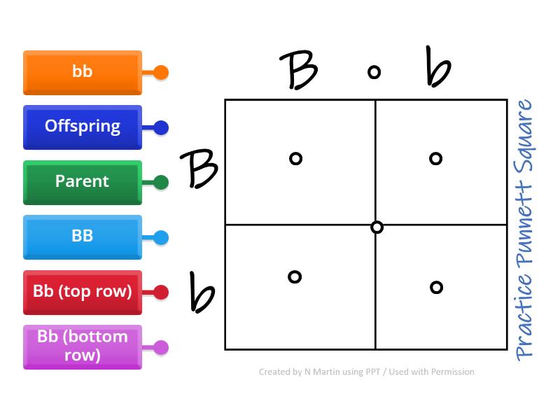 Practice Punnett Square - Labelled diagram