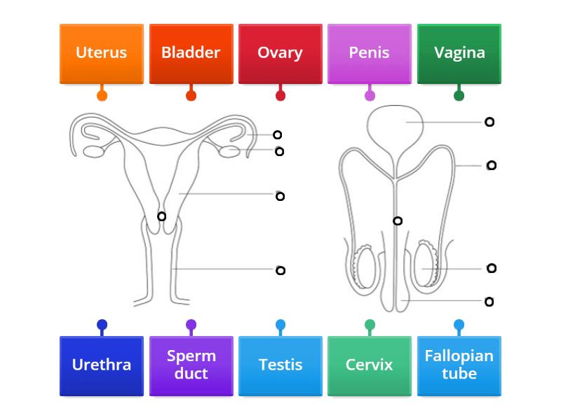 reproductive systems - Labelled diagram