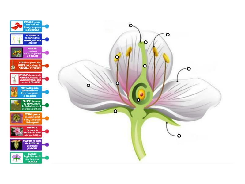 STRUTTURA DEL FIORE - Labelled diagram