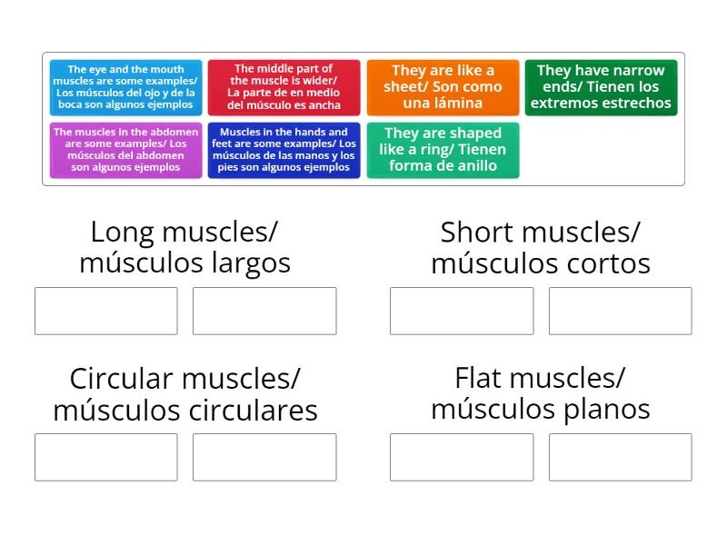 TYPES OF MUSCLES - Group sort