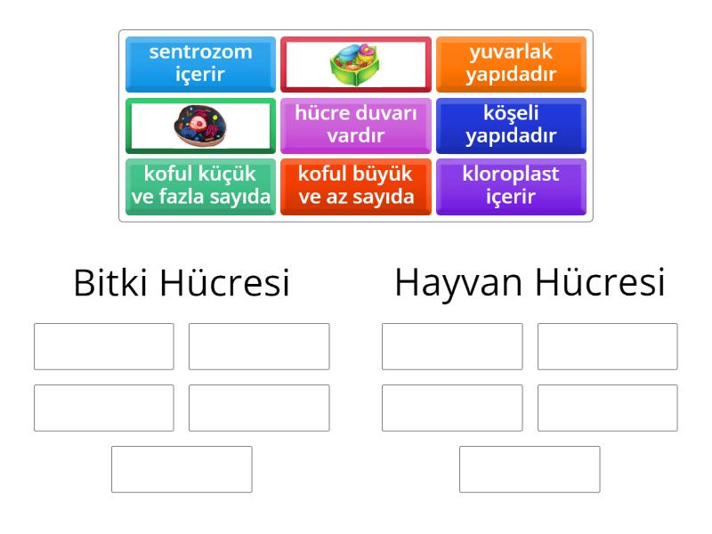 bitki ve hayvan hücresi - Group sort