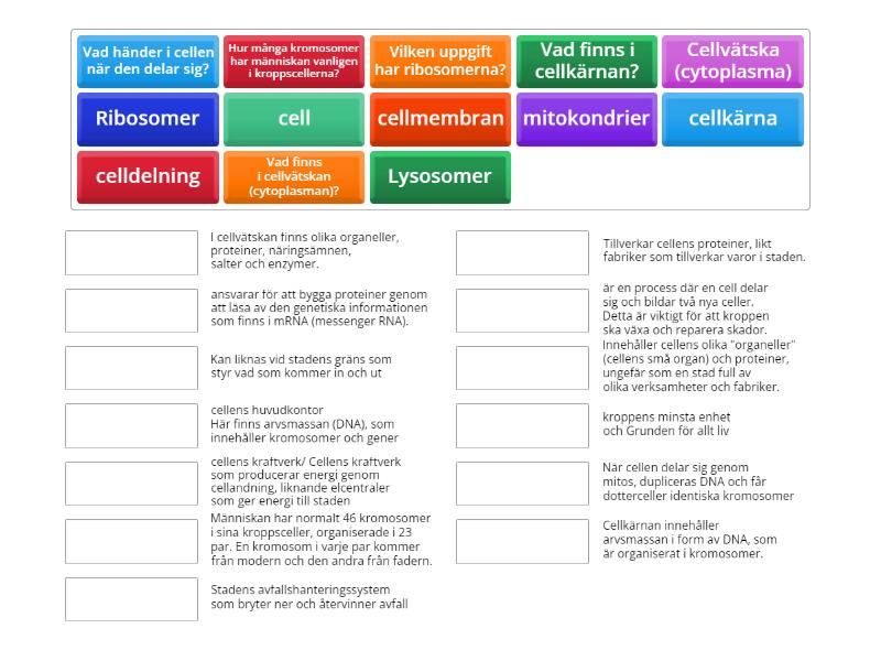 Kan du de här viktiga ord (cell) - Match up