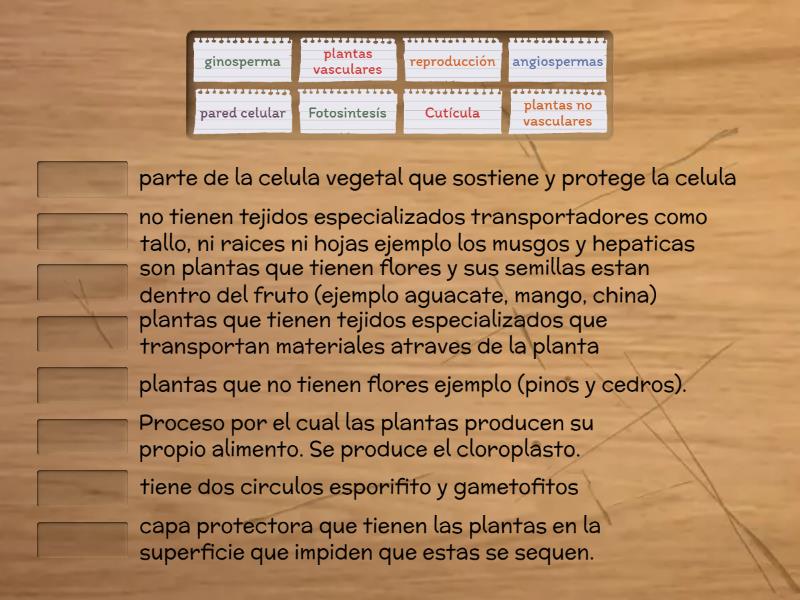 Repaso de ciencia plantas parte 1 - Match up