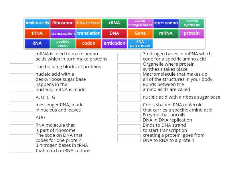 Protein Synthesis Vocabulary Review - Match up