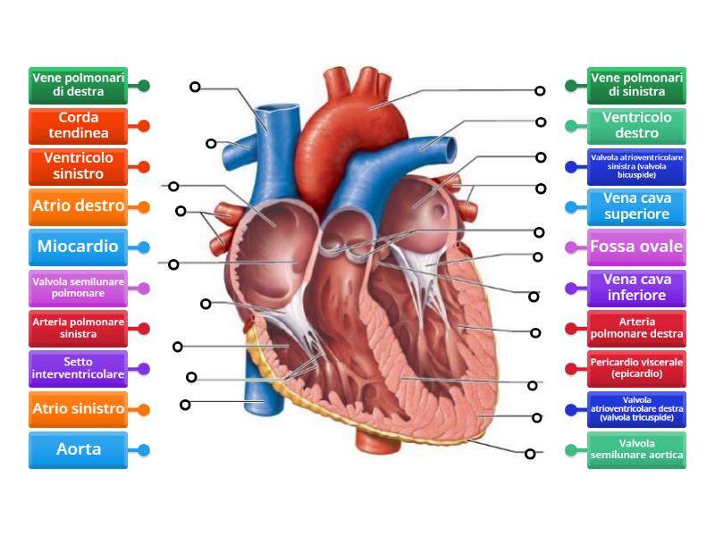 Cardiologia 2 ITA es. 3.2 Inserisci le parti del cuore usando i termini ...