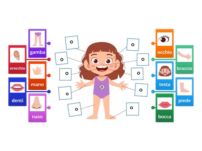 Le parti del corpo - Labelled diagram