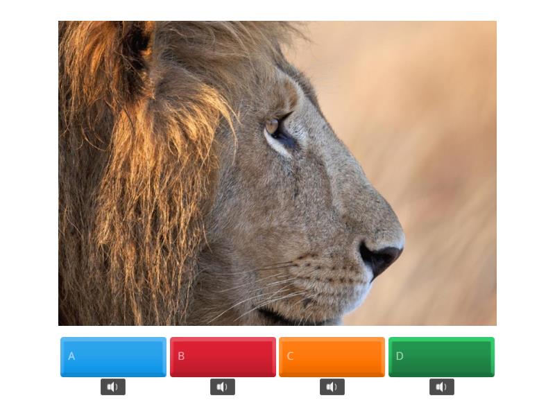 Wild Animals Sound - Quiz