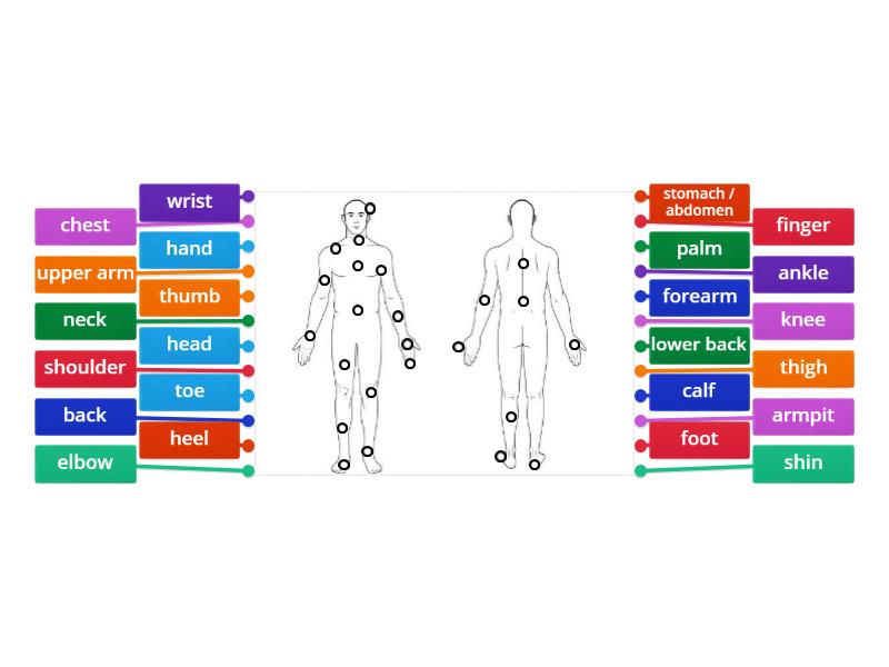 Body Parts - Body - Labelled diagram