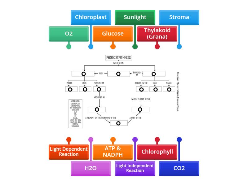 Photosynthesis Concept Map - Labelled diagram