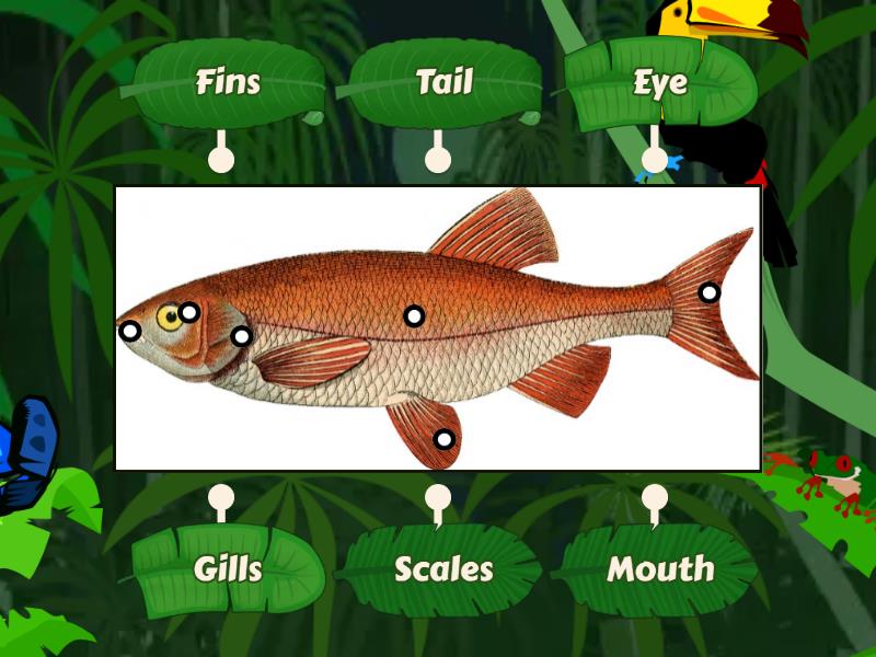 Fish body - Labelled diagram