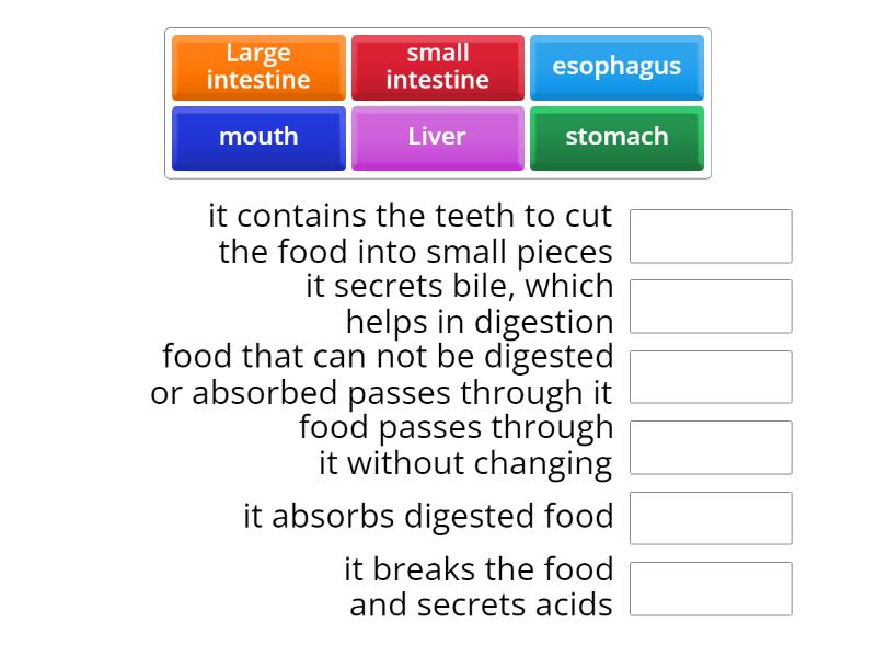The Digestive System - Match up