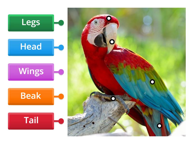 Parts of a bird - Labelled diagram